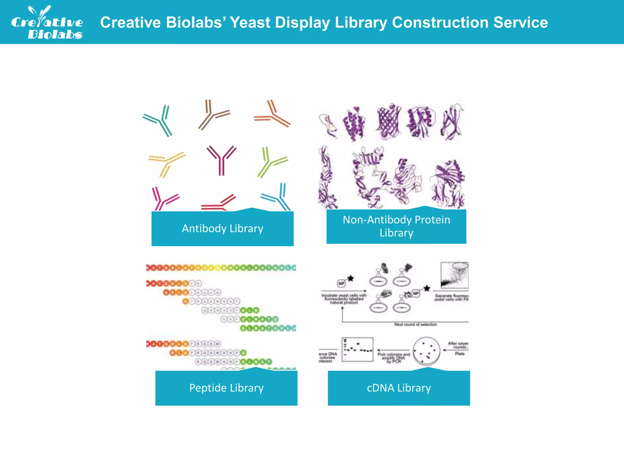 Yeast Display Technology - Creative Biolabs | PPTX