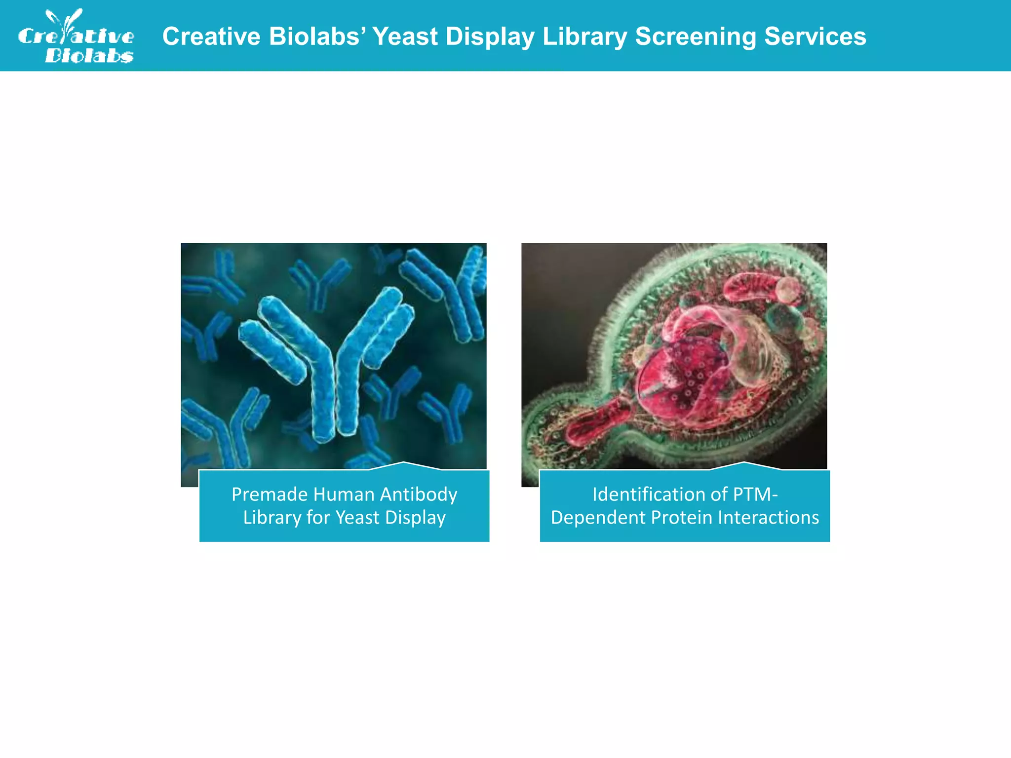 Yeast Display Technology - Creative Biolabs | PPTX
