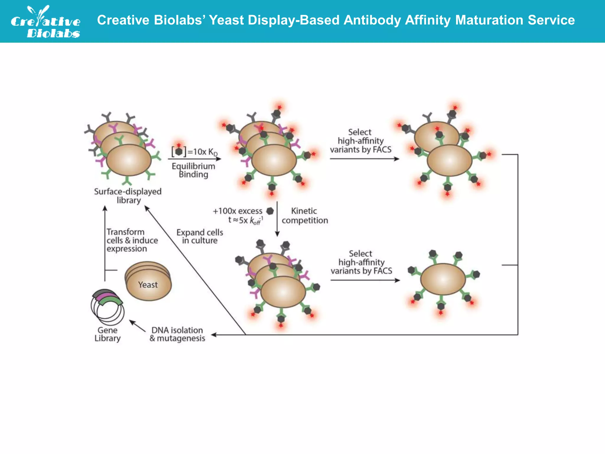 Yeast Display Technology - Creative Biolabs | PPTX