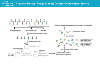 Yeast Display Technology - Creative Biolabs | PPTX