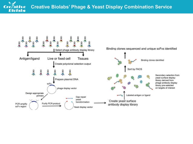 Yeast Display Technology - Creative Biolabs | PPT