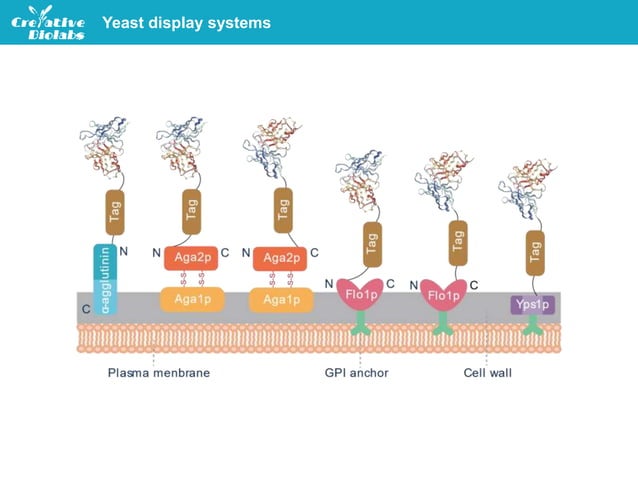 Yeast Display Technology - Creative Biolabs | PPTX