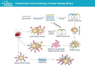 Yeast Display Technology - Creative Biolabs | PPTX
