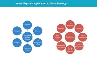 Yeast Display Technology - Creative Biolabs | PPTX