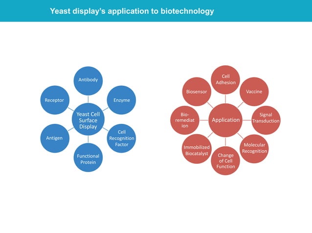 Yeast Display Technology - Creative Biolabs | PPTX