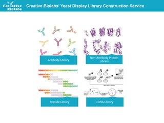 Yeast Display Technology - Creative Biolabs | PPTX