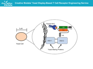 Yeast Display Technology - Creative Biolabs | PPTX