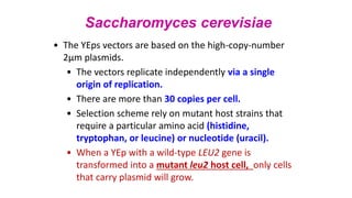 Yeast Expression system class 3.pptx