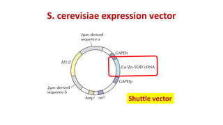 Yeast Expression system class 3.pptx
