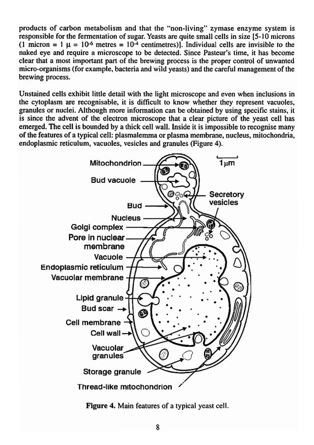 Yeast for beer production | PDF