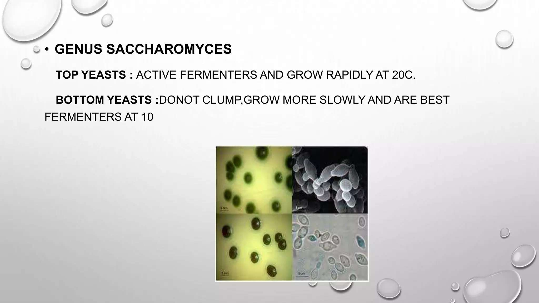 Yeast general characterstics | PPTX