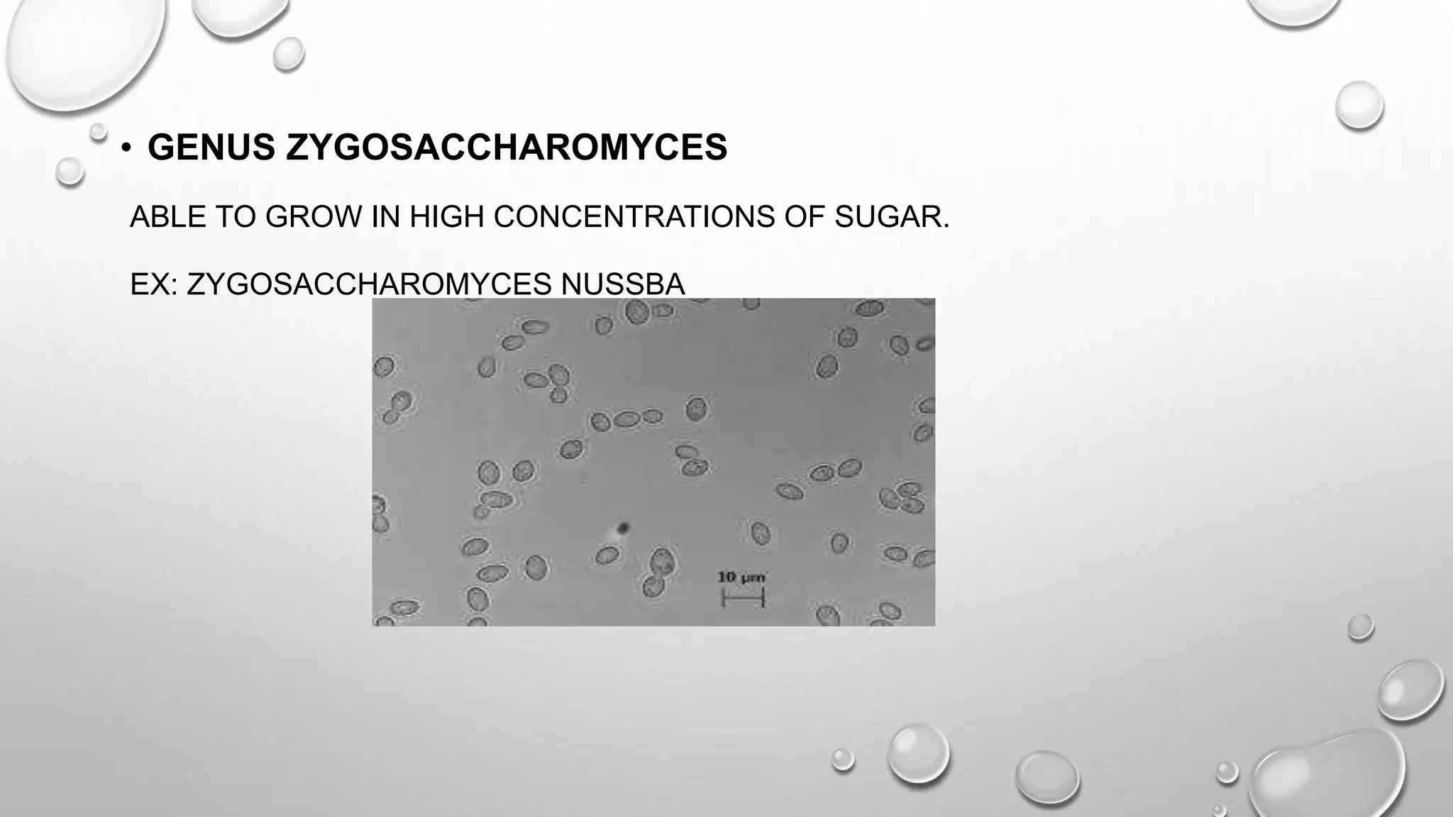 Yeast general characterstics | PPTX
