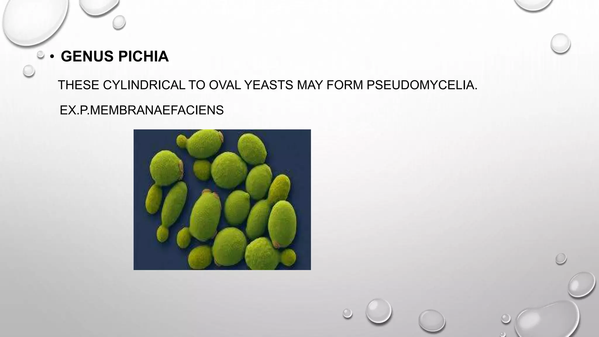 Yeast general characterstics | PPTX
