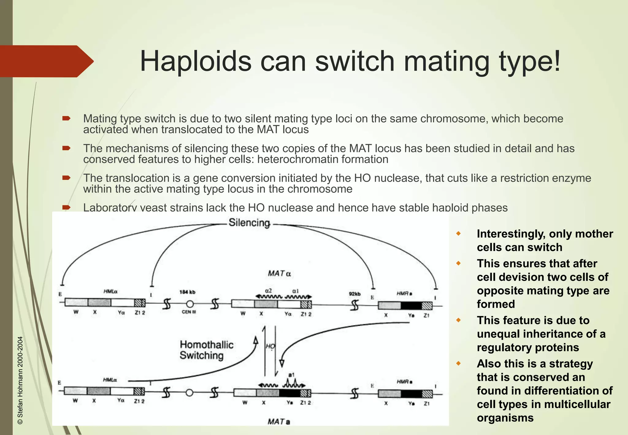 yeast genetics.ppt