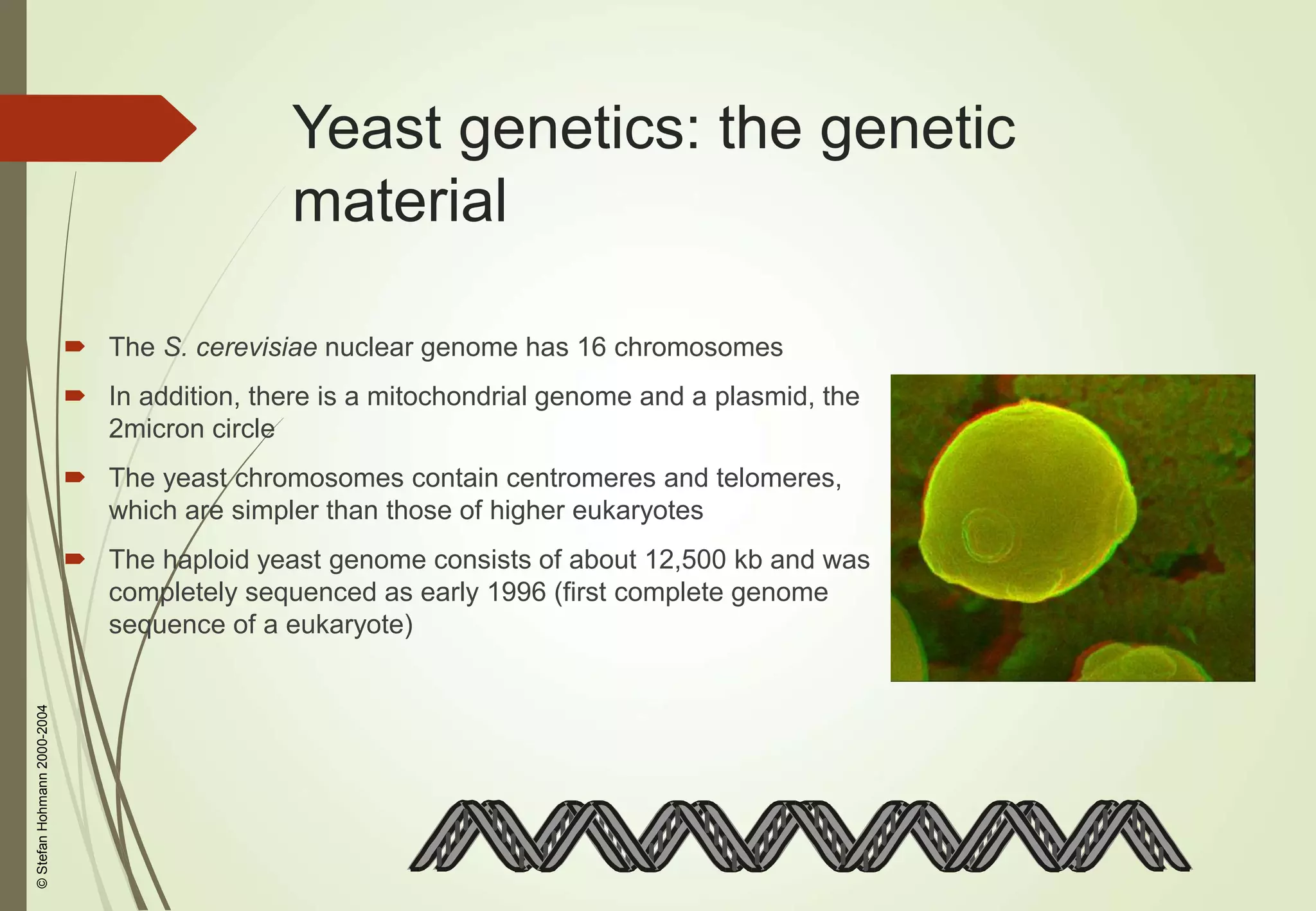 yeast genetics.ppt