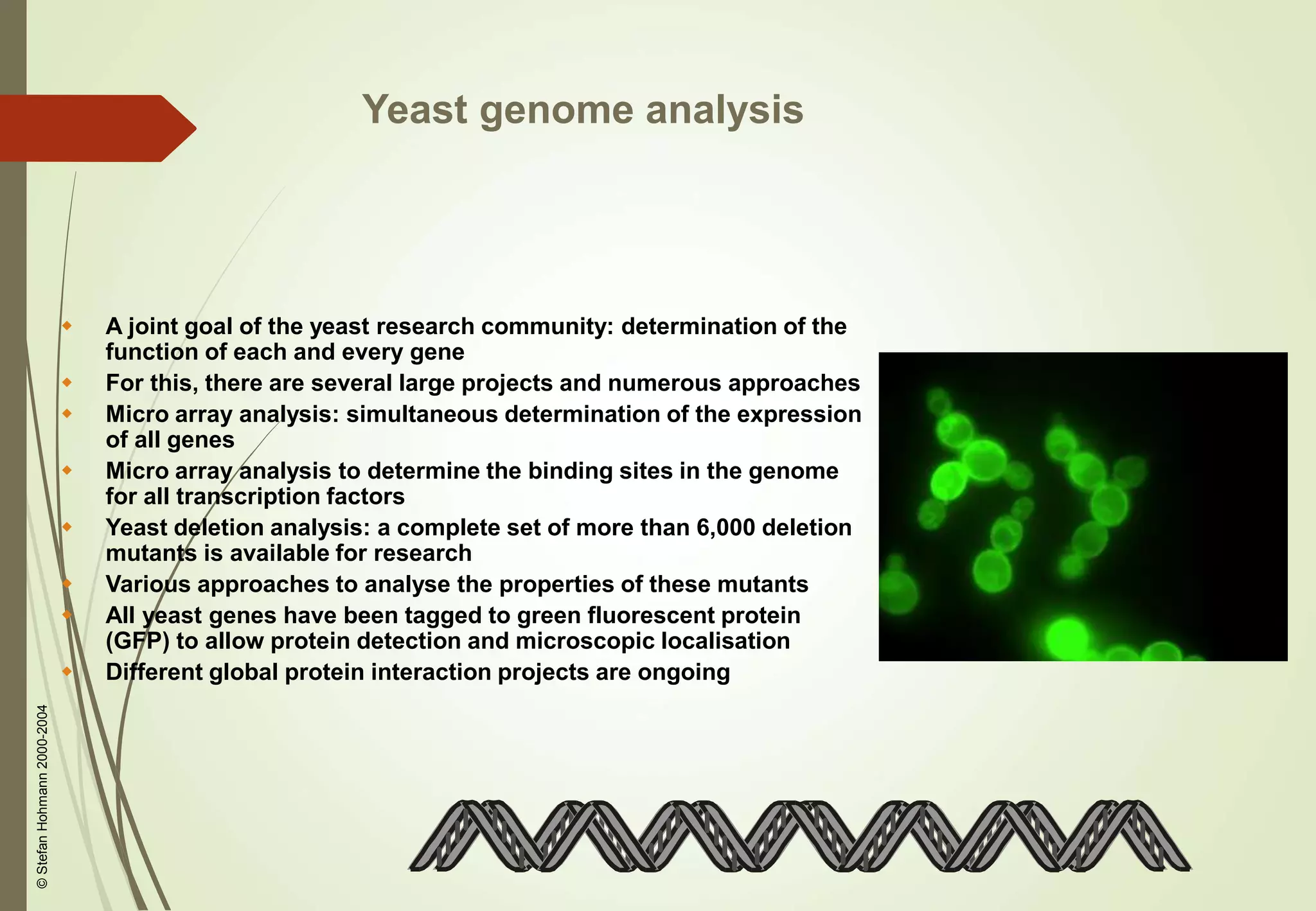 yeast genetics.ppt