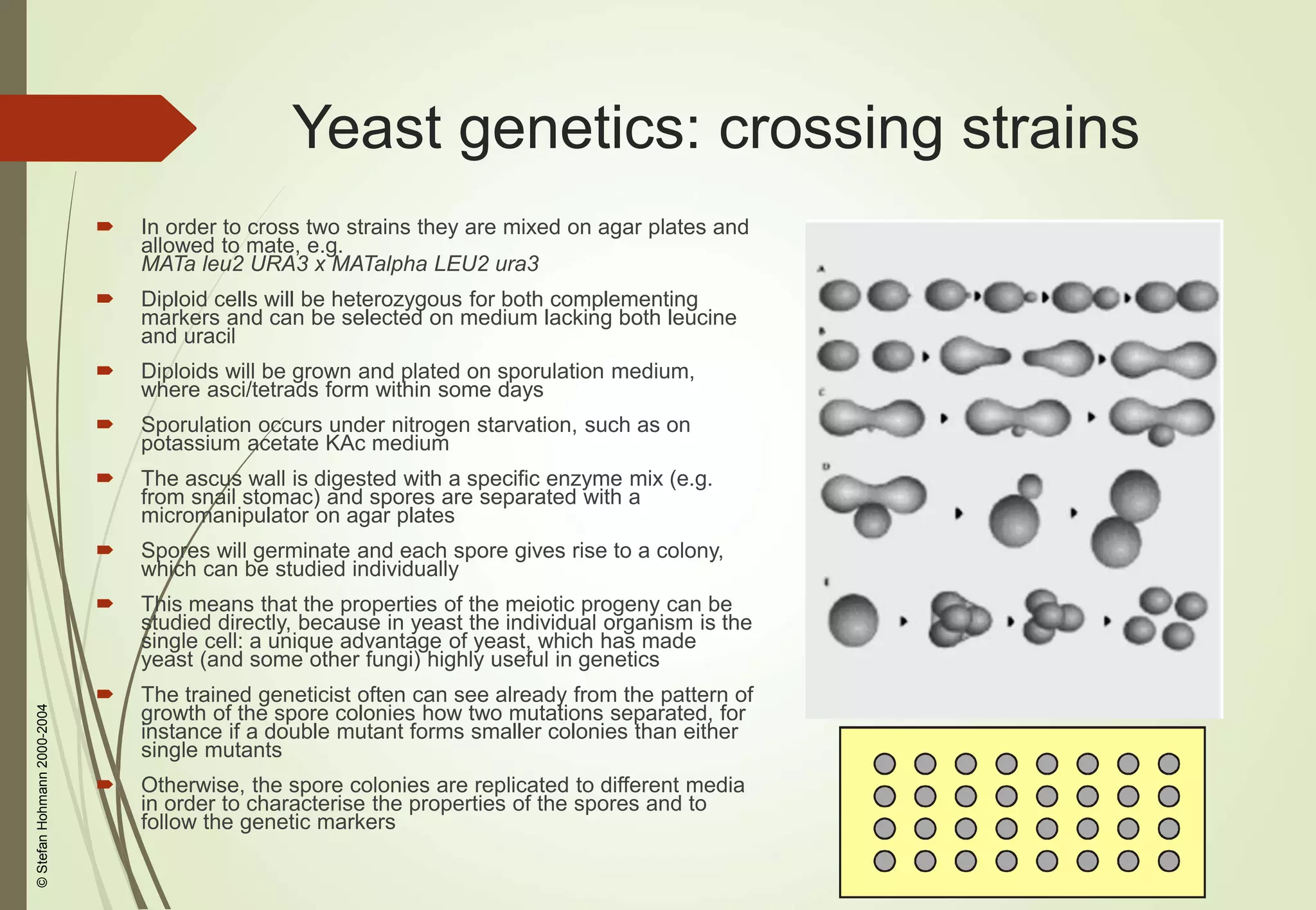 yeast genetics.ppt