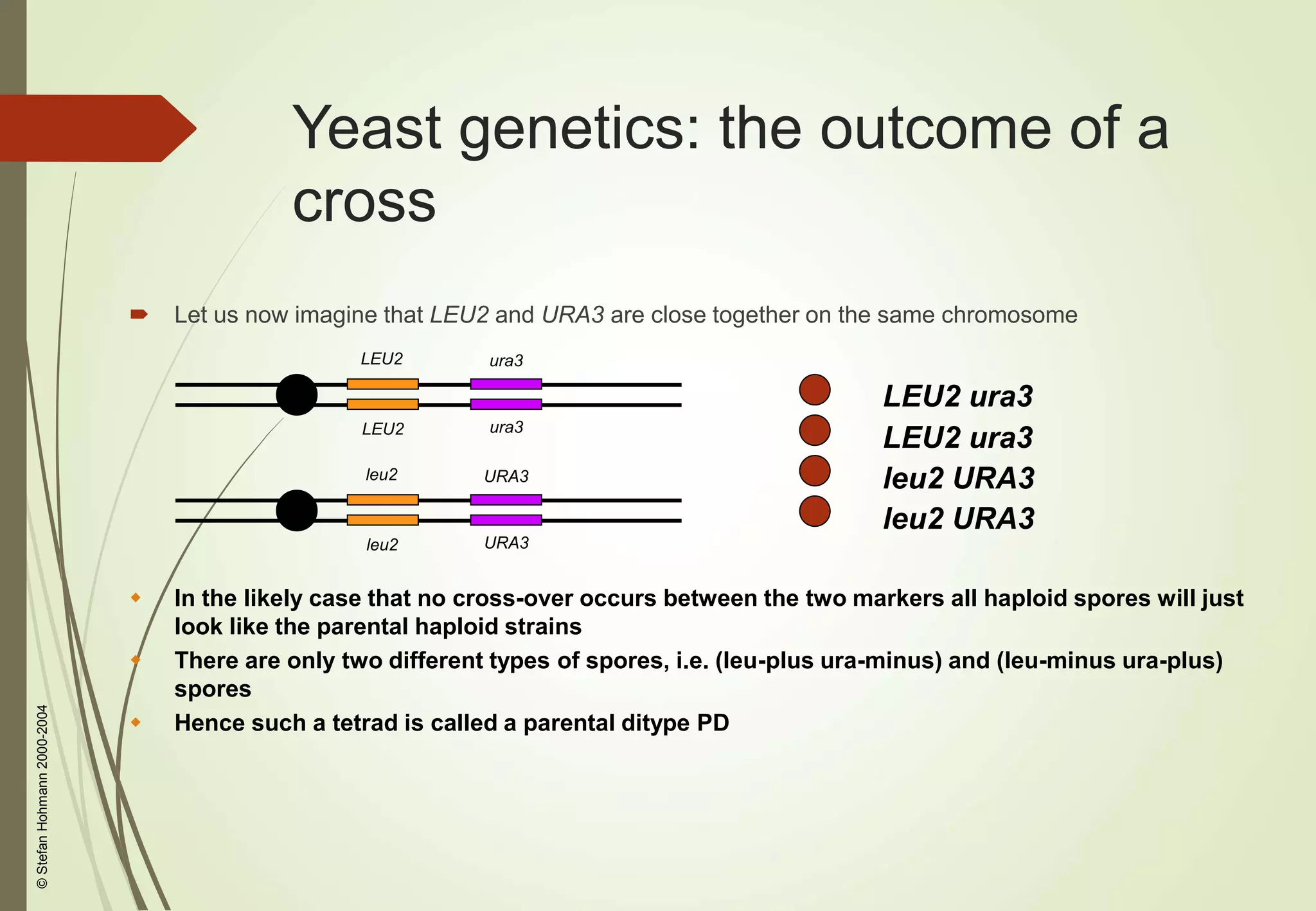 yeast genetics.ppt