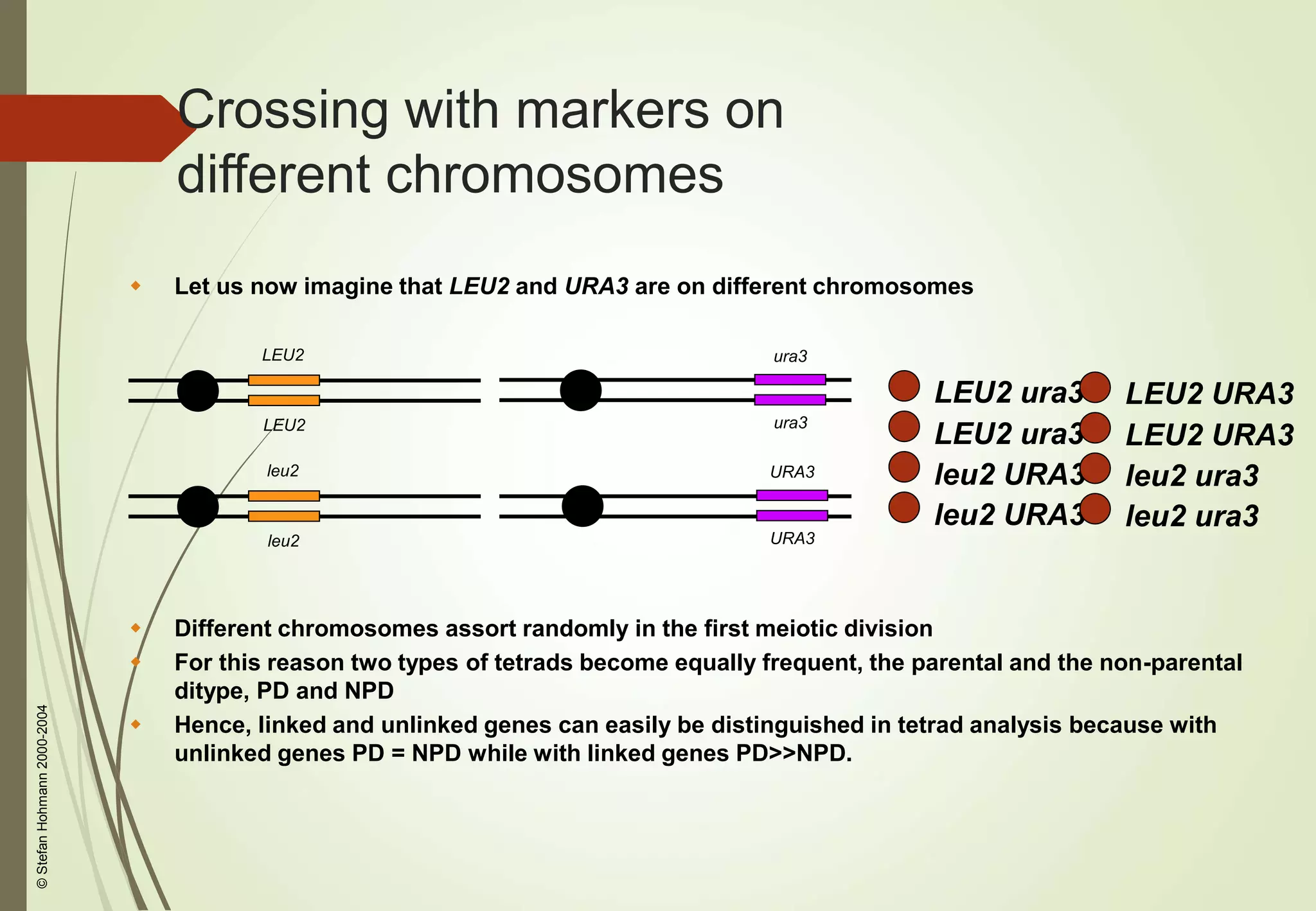 yeast genetics.ppt