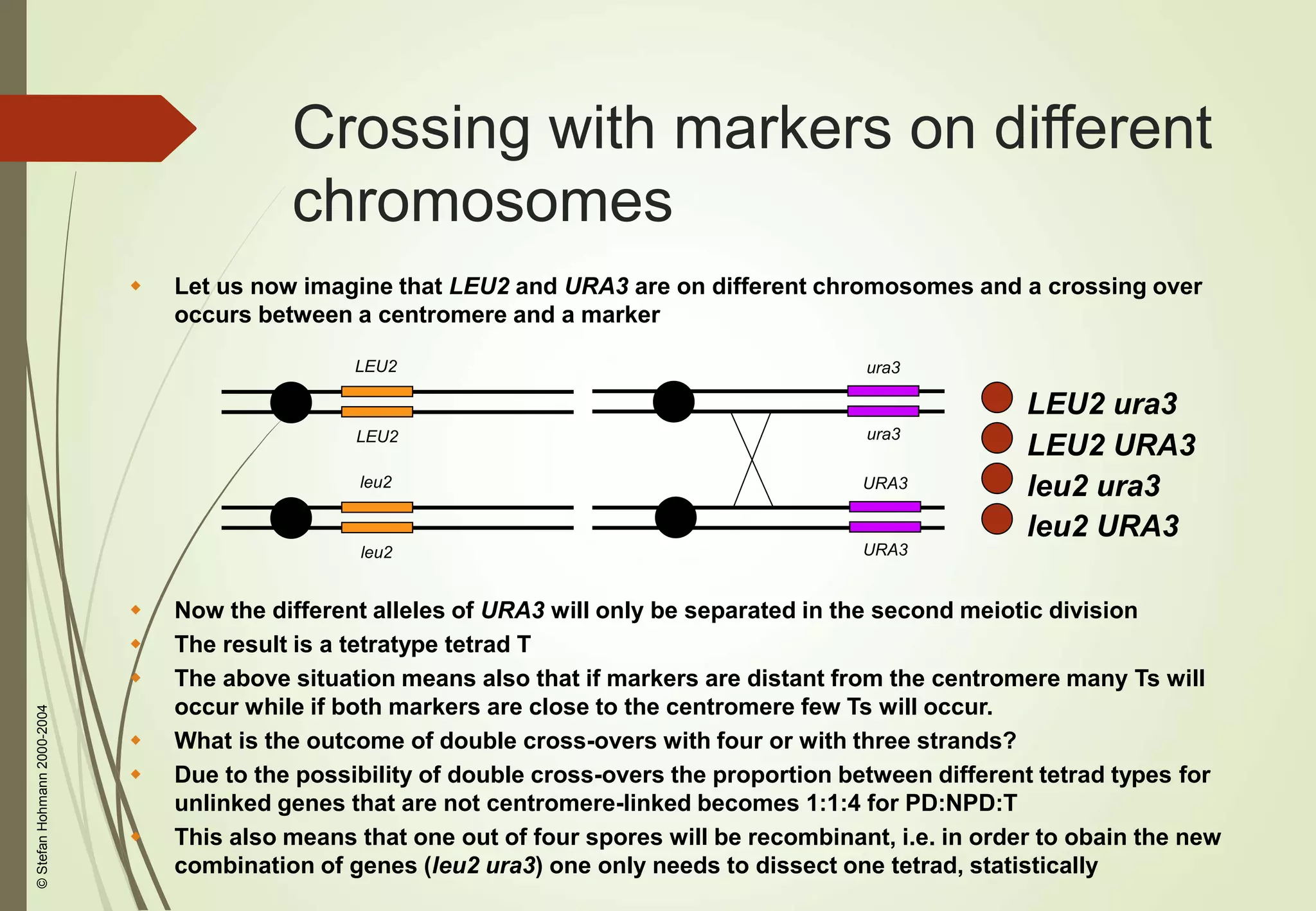 yeast genetics.ppt