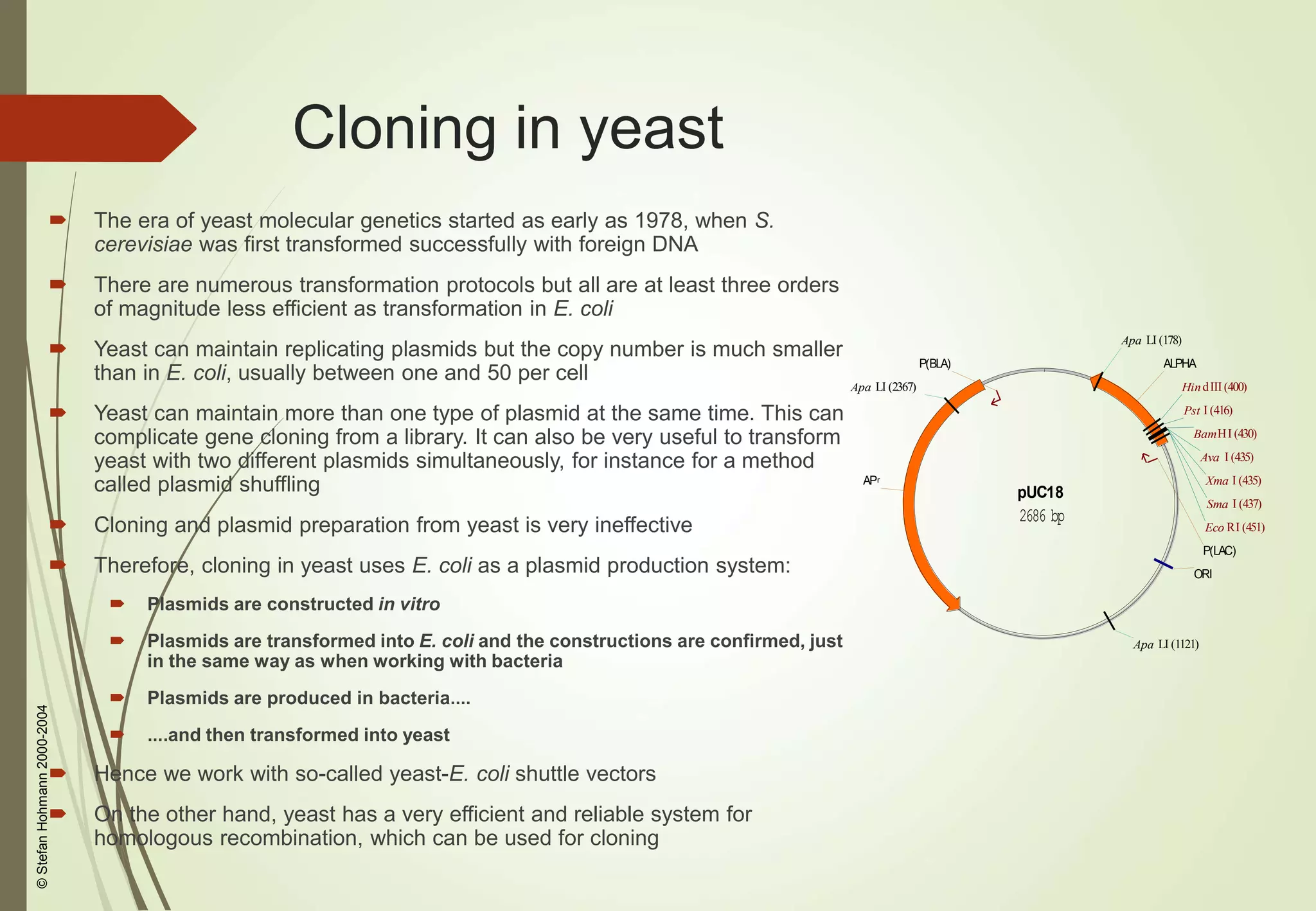 yeast genetics.ppt