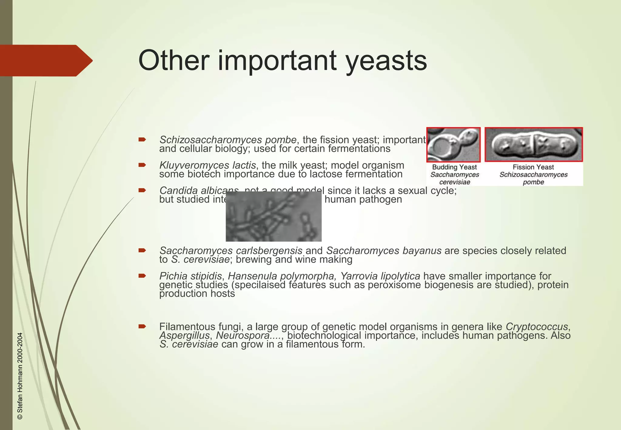 yeast genetics.ppt