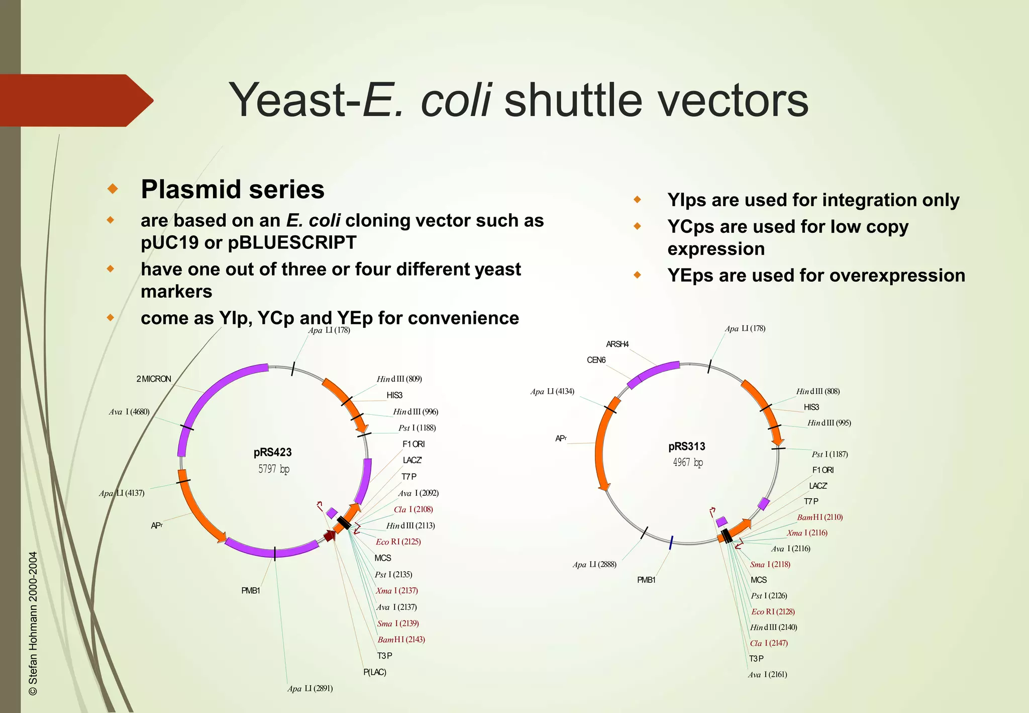yeast genetics.ppt