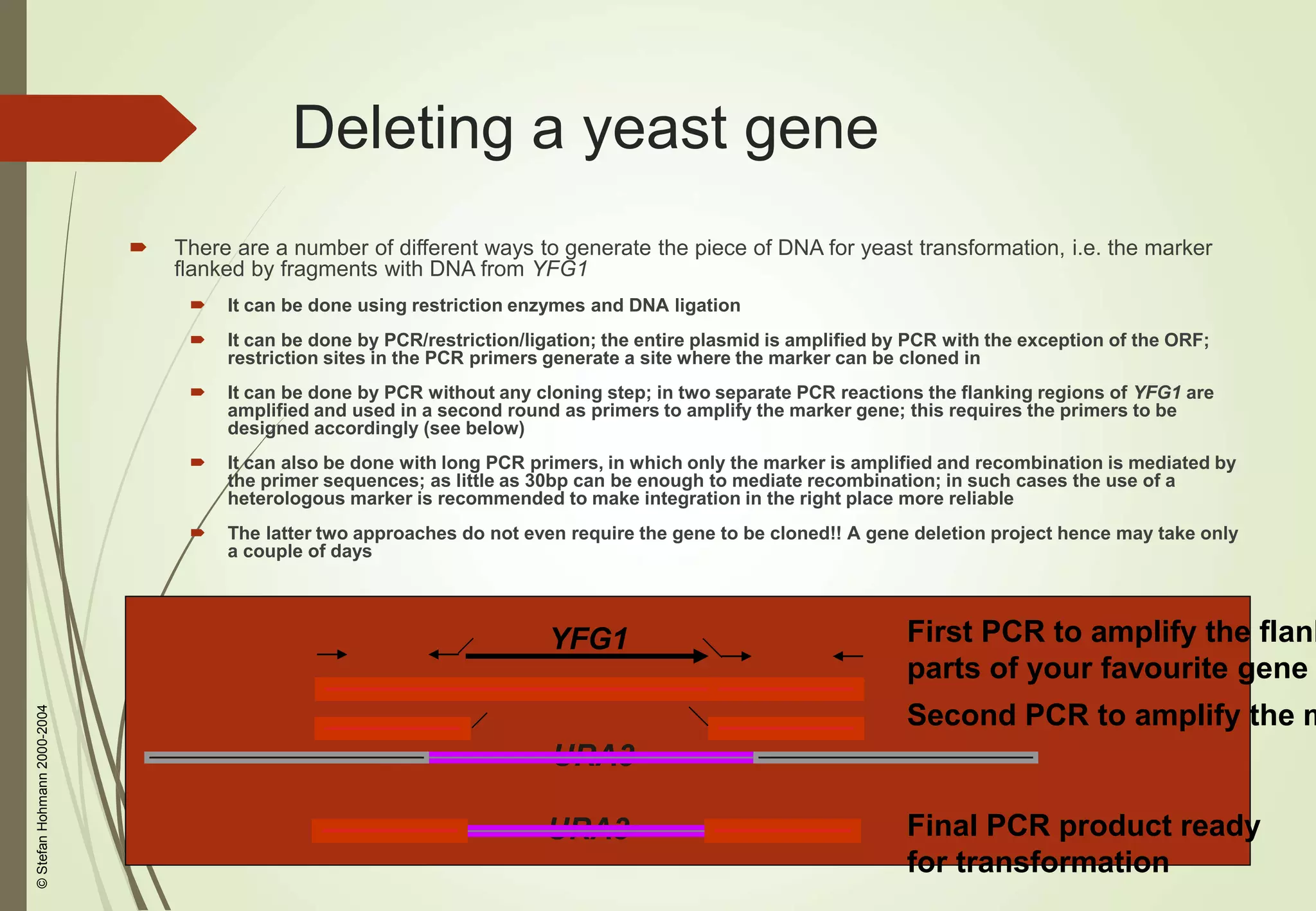yeast genetics.ppt