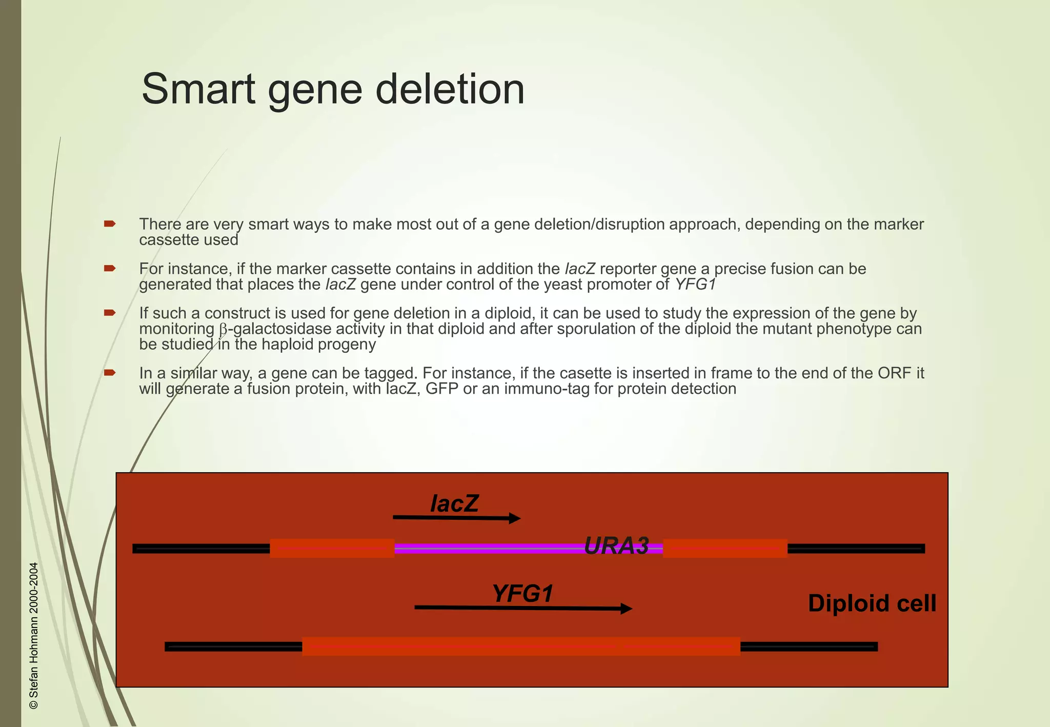 yeast genetics.ppt