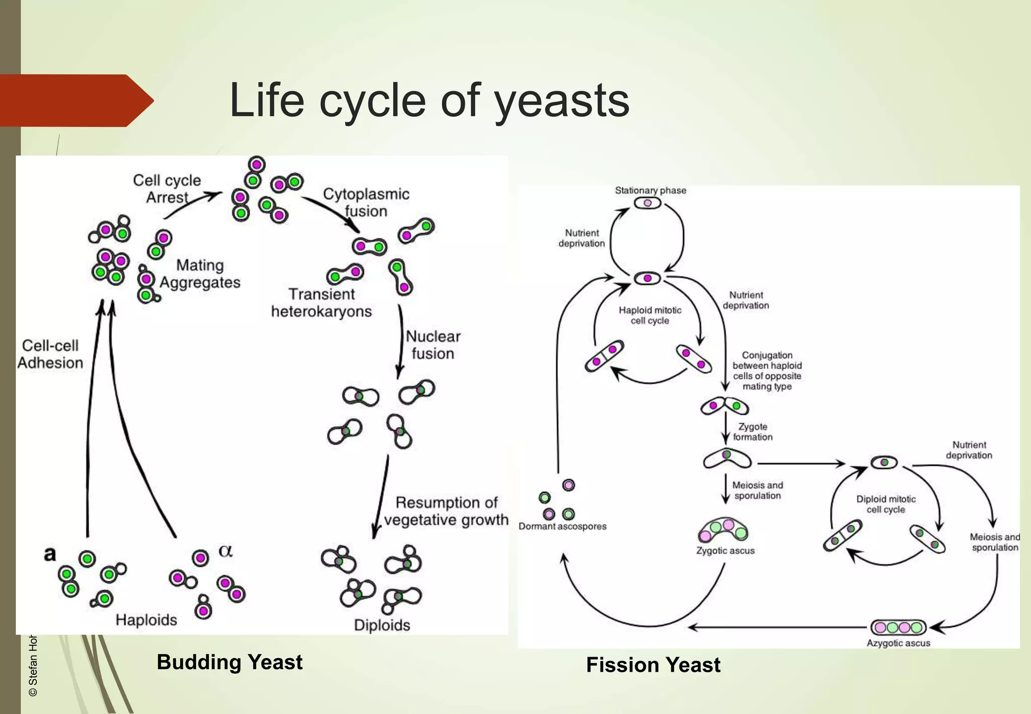 yeast genetics.ppt