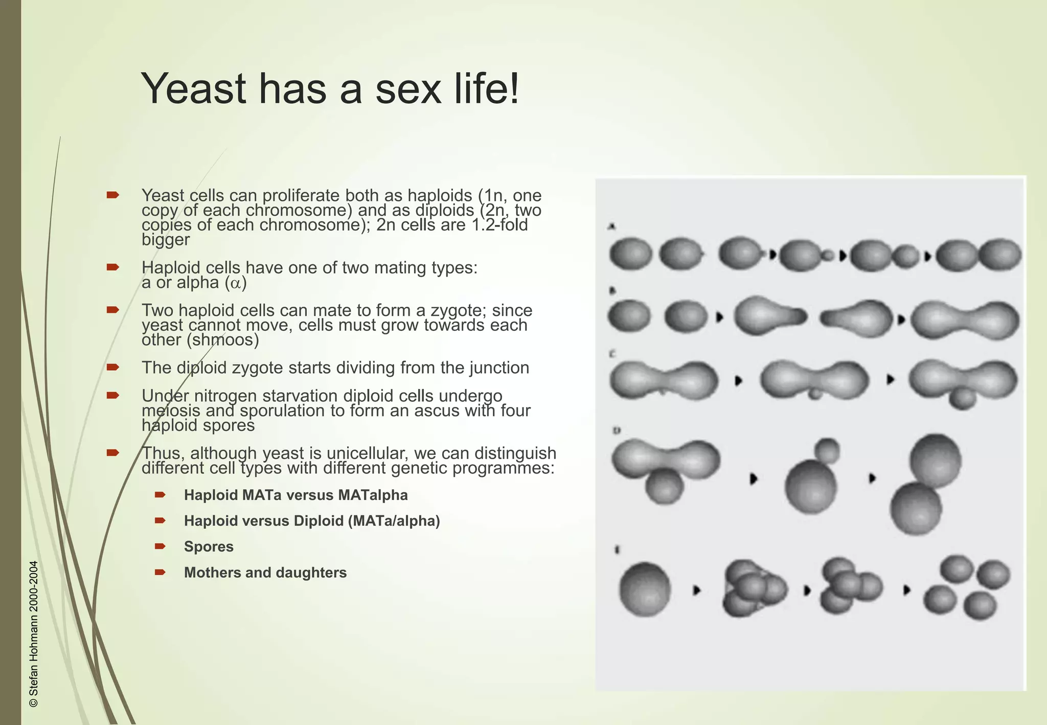 yeast genetics.ppt