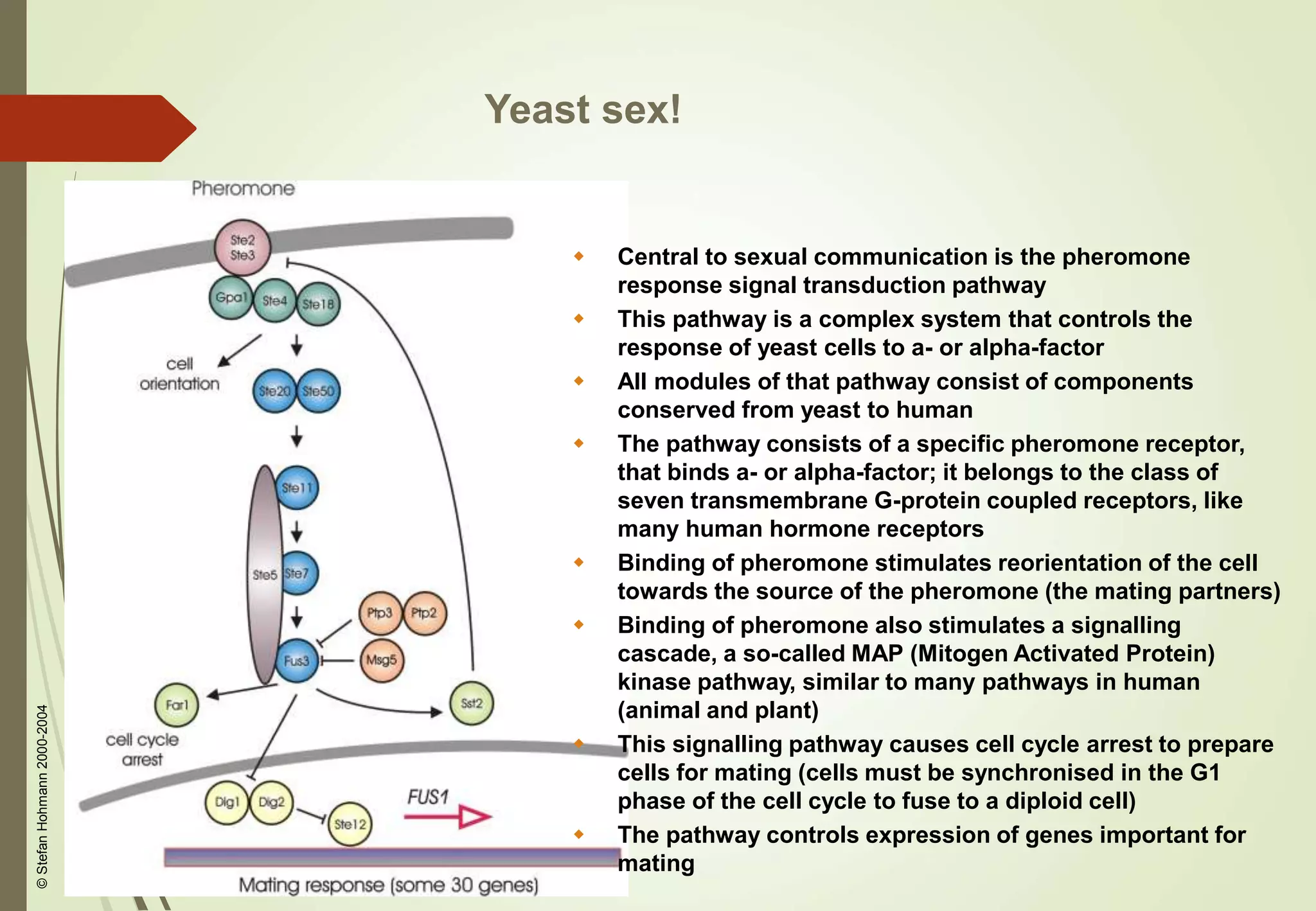 yeast genetics.ppt