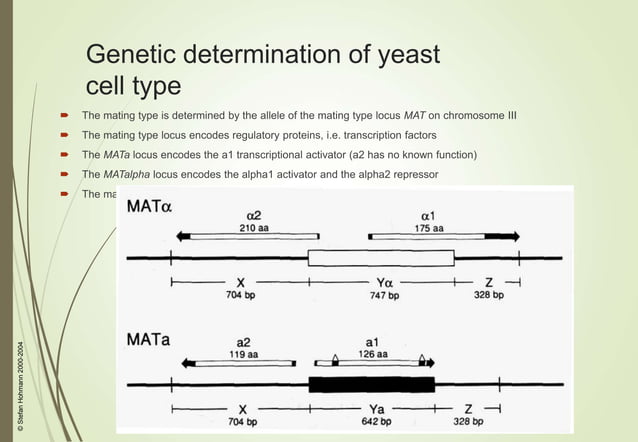 yeast genetics.ppt