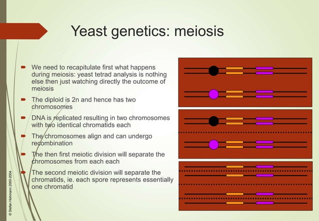 yeast genetics.ppt
