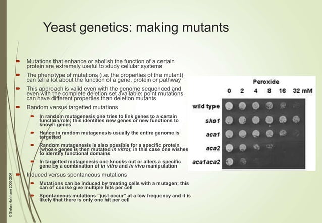 yeast genetics.ppt