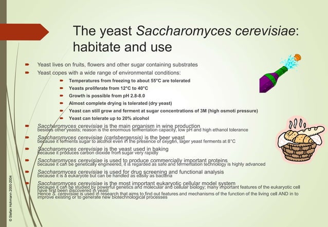 yeast genetics.ppt