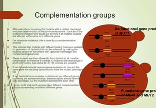yeast genetics.ppt