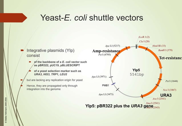 yeast genetics.ppt