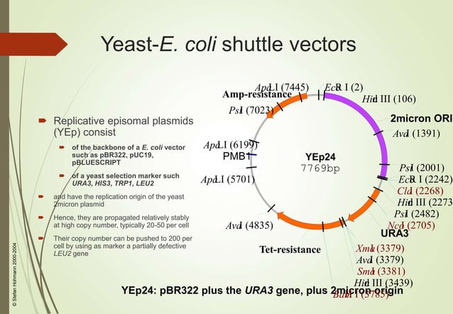 yeast genetics.ppt