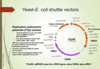 yeast genetics.ppt