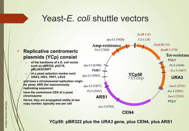 yeast genetics.ppt