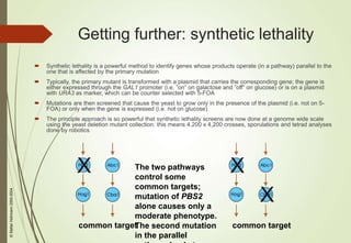 yeast genetics.ppt