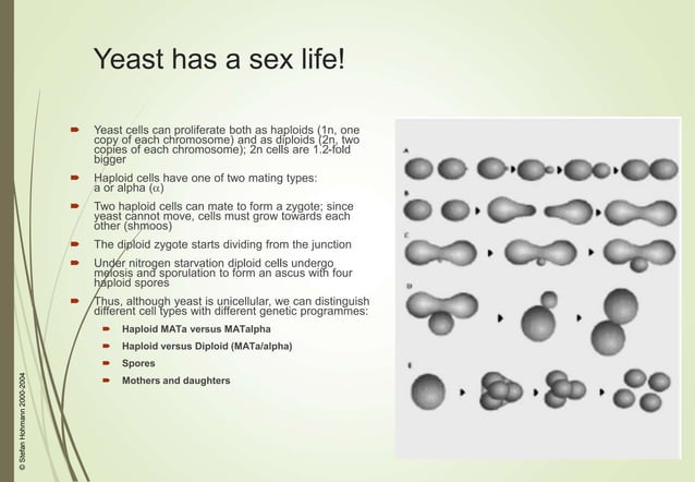 yeast genetics.ppt