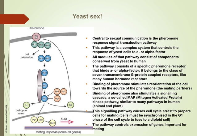 yeast genetics.ppt