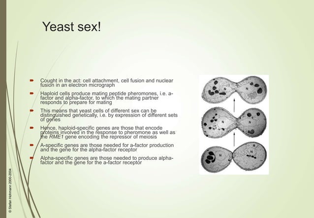 yeast genetics.ppt