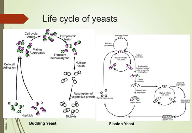 yeast genetics.ppt