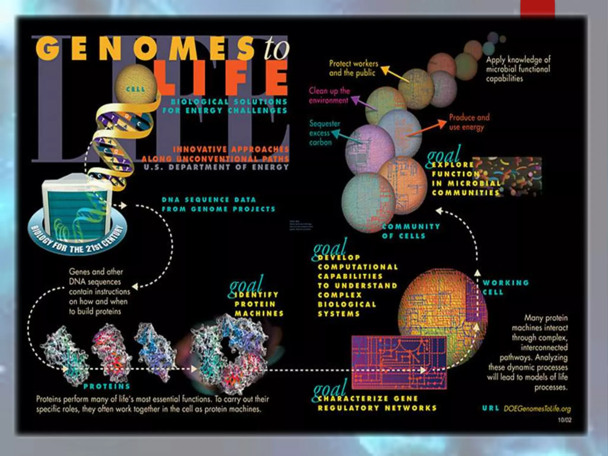 Yeast Genome | PPTX