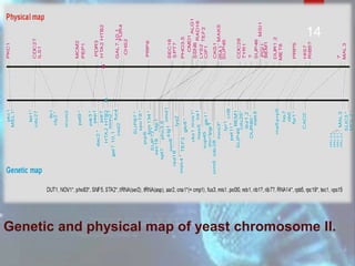 Yeast Genome | PPTX