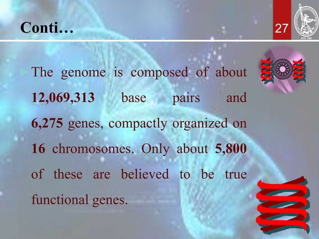 Yeast Genome | PPTX | Biological Sciences | Science