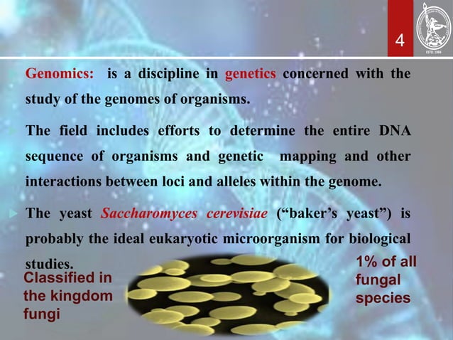 Yeast Genome | PPTX | Biological Sciences | Science